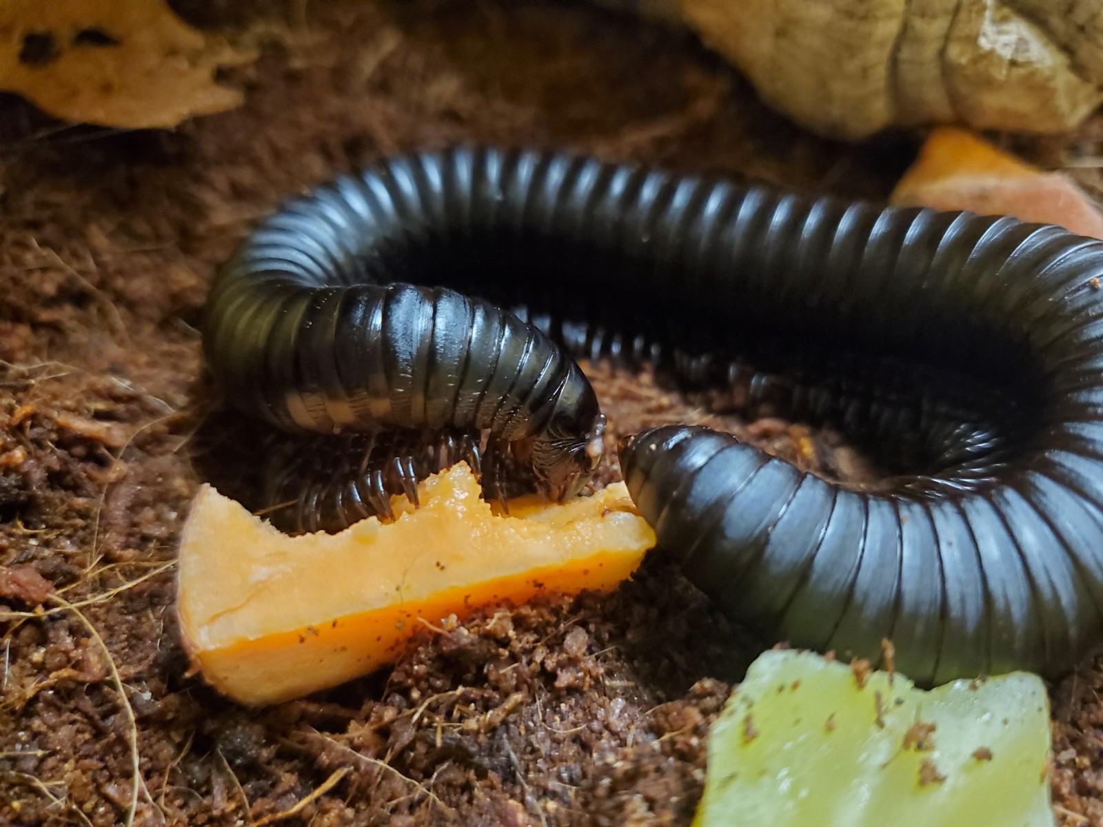 Animal Spotlight: Millipedes