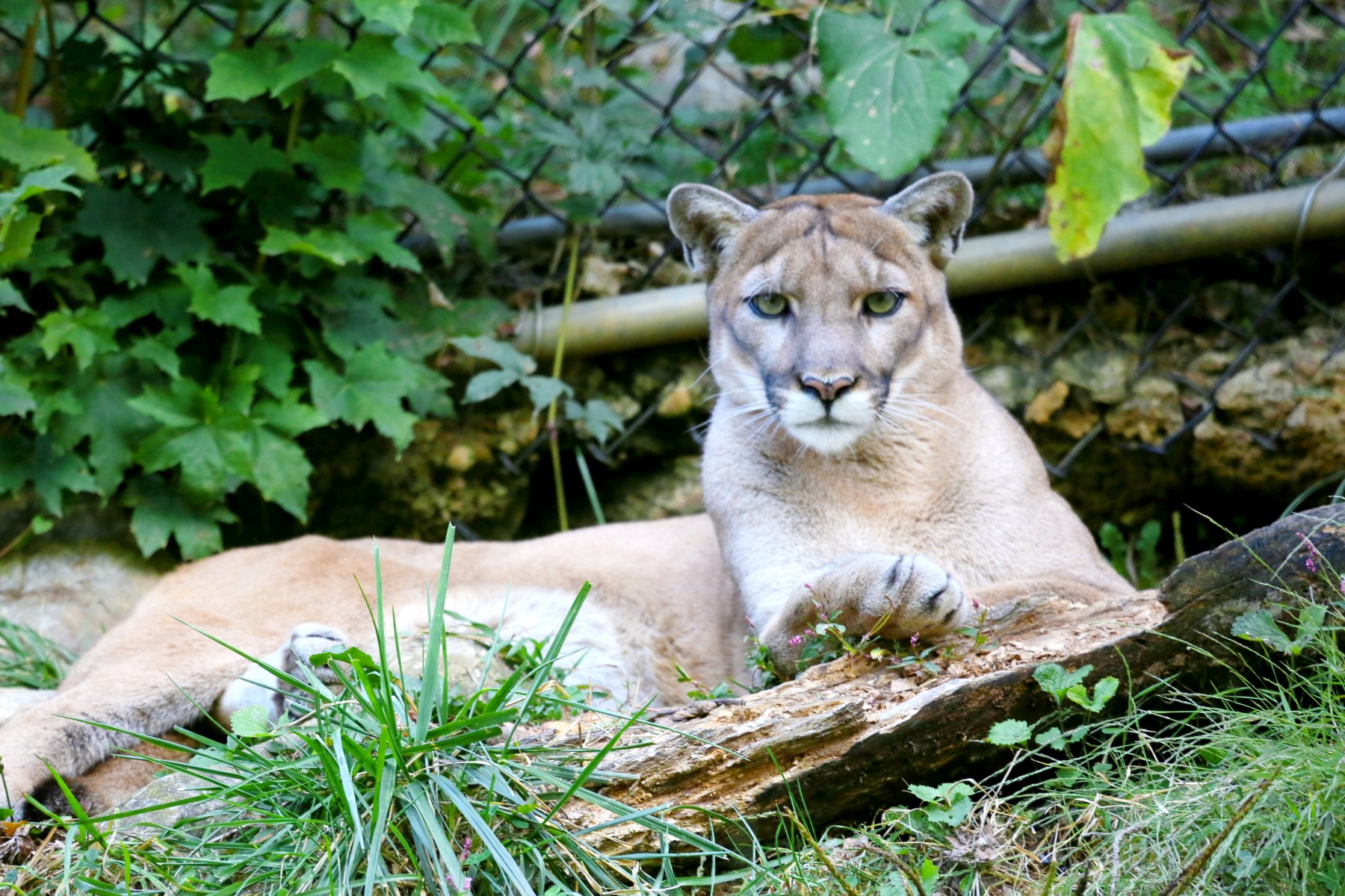 Takeover Tuesday at ZooAmerica: March 21, 2017