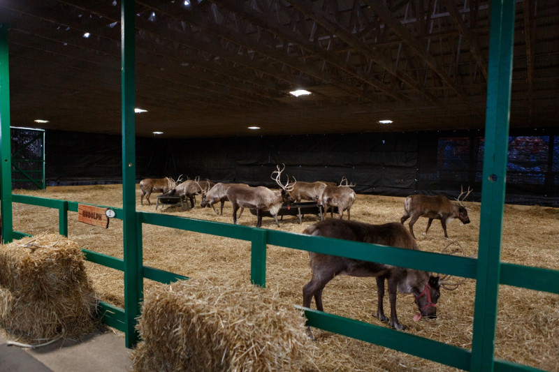 Santa's 9 Reindeer Cleared to Fly in Pennsylvania