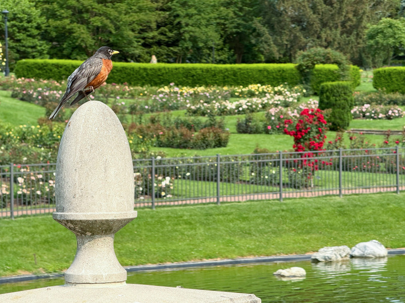 3,000 Roses in Bloom at Hershey Gardens