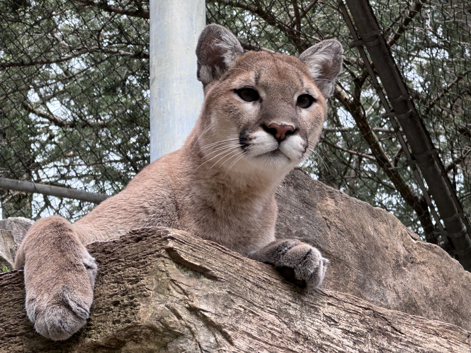 Summer 2025 Daily Activities at ZooAmerica in Hershey