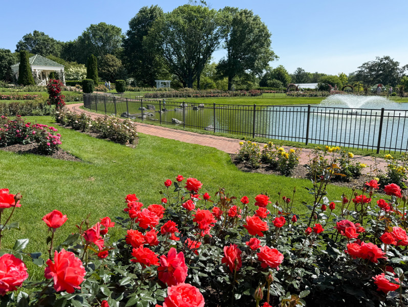 3,000 Roses in Bloom at Hershey Gardens