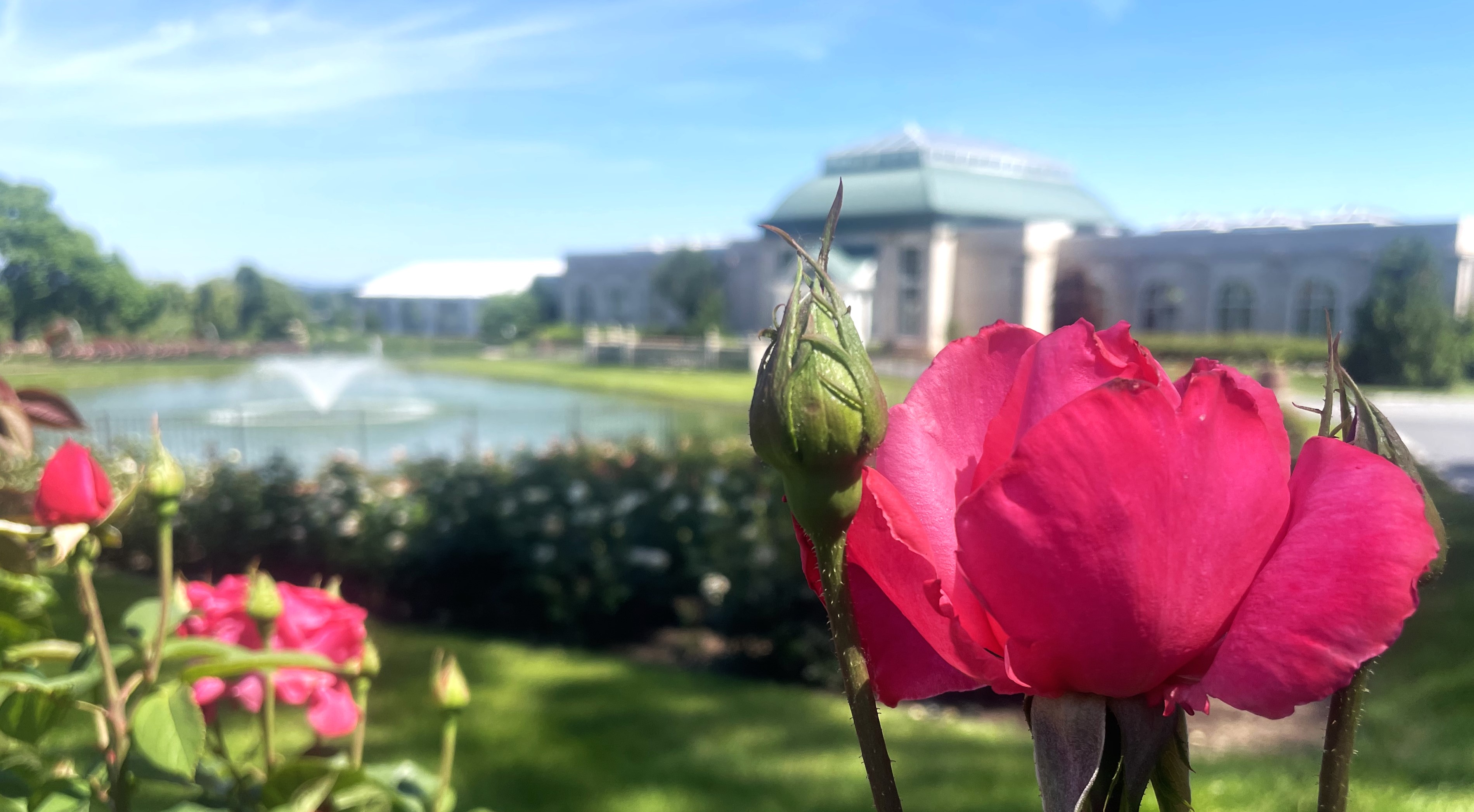 3,000 Roses in Bloom at Hershey Gardens