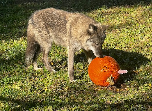 ZooAmerica Creatures Of The Night Runs Weekends Oct. 11-27