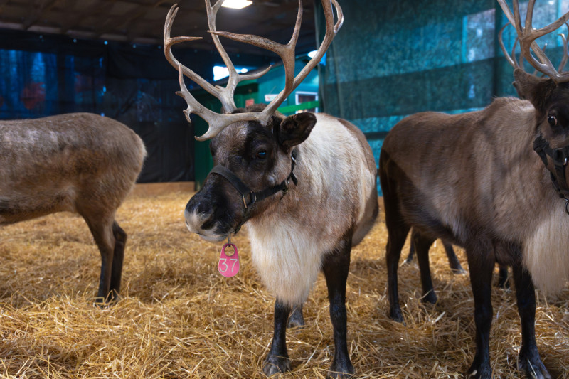 New Santa and Reindeer Experience at Hersheypark 2024