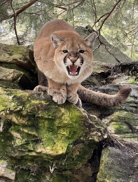 New Mountain Lion at ZooAmerica in Hershey, PA