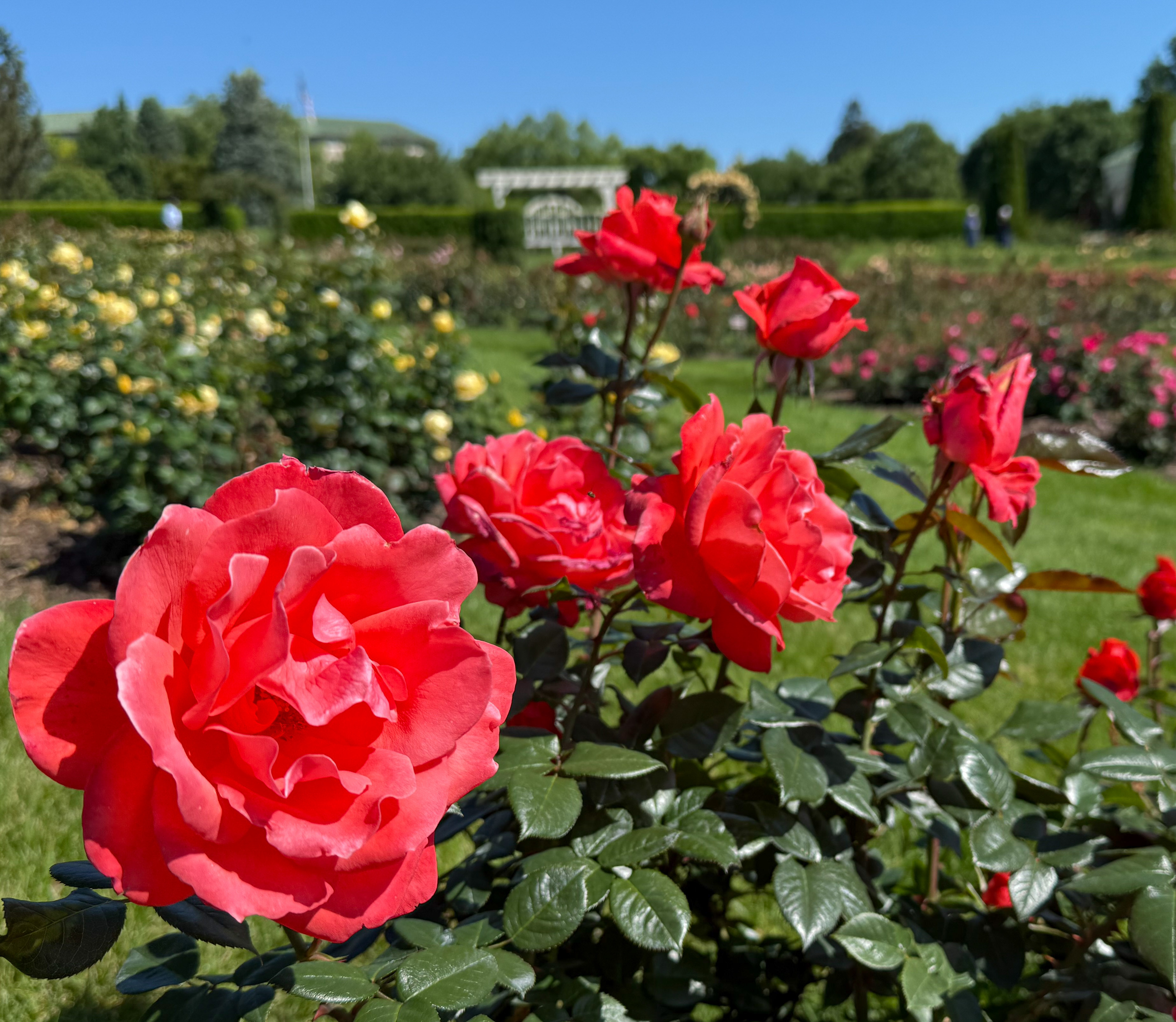 3,000 Roses in Bloom at Hershey Gardens