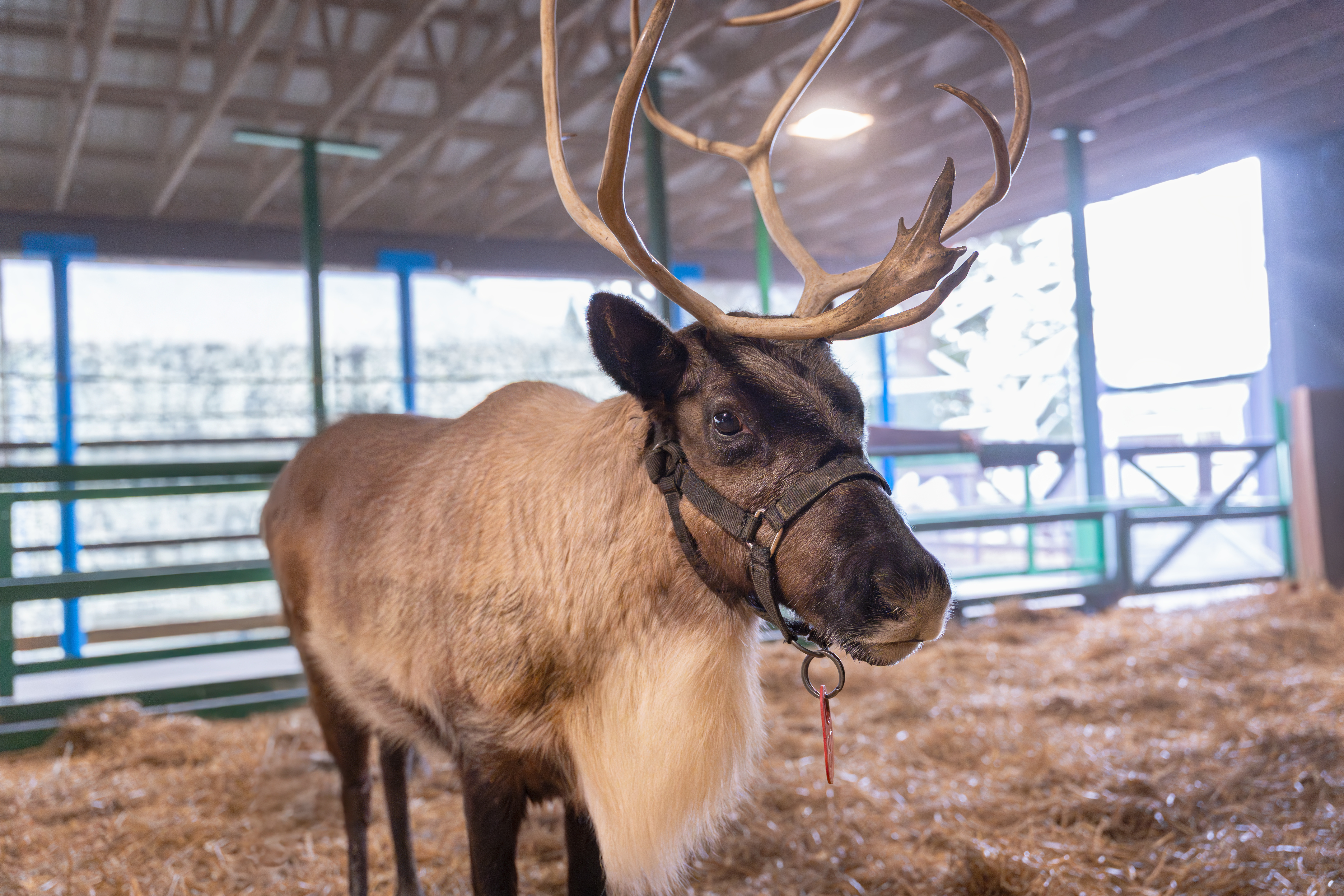 Trivia on All Nine of Santa's Reindeer at Hersheypark