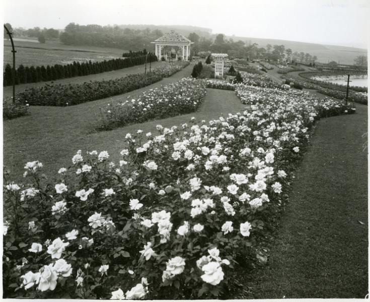 3,000 Roses in Bloom at Hershey Gardens