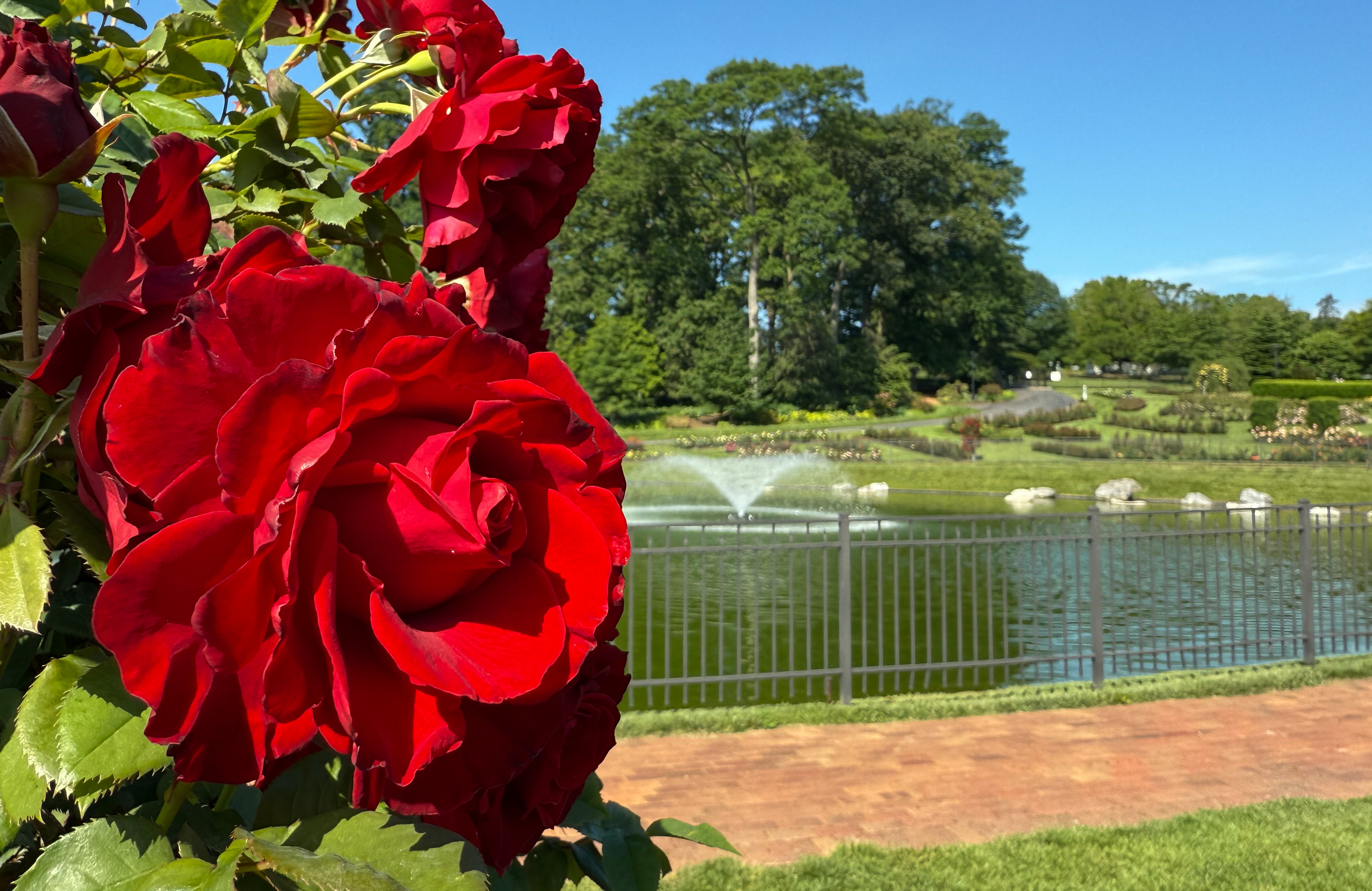 3,000 Roses in Bloom at Hershey Gardens