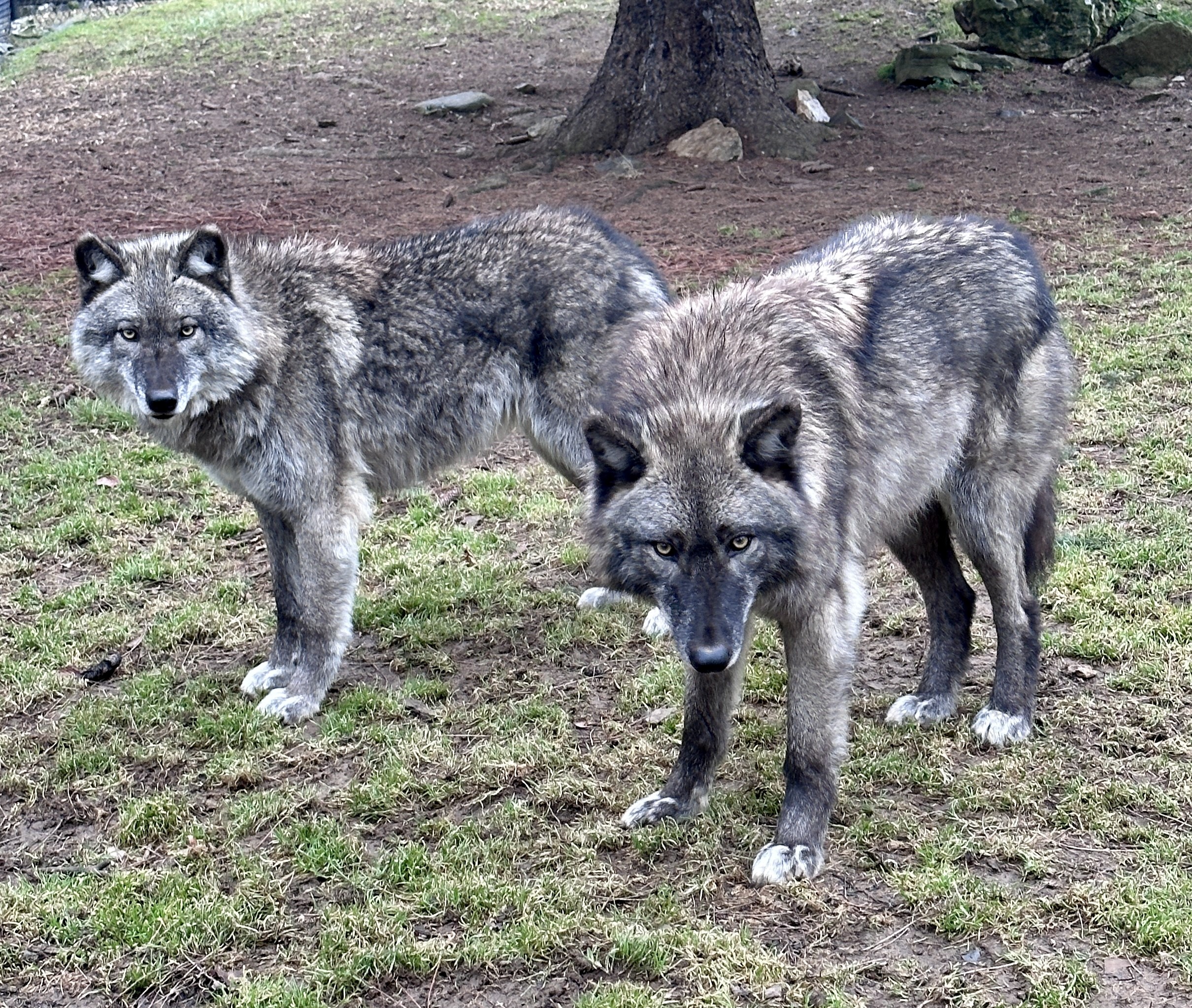 ZooAmerica Animal Of The Month is Gray Wolf