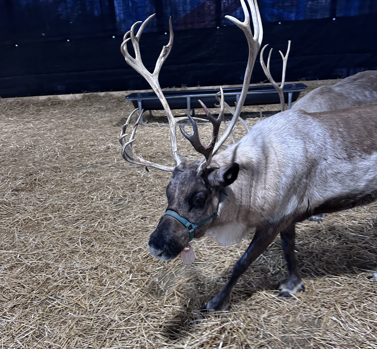 Guide to Santa's Reindeer at Hersheypark Christmas Candylane