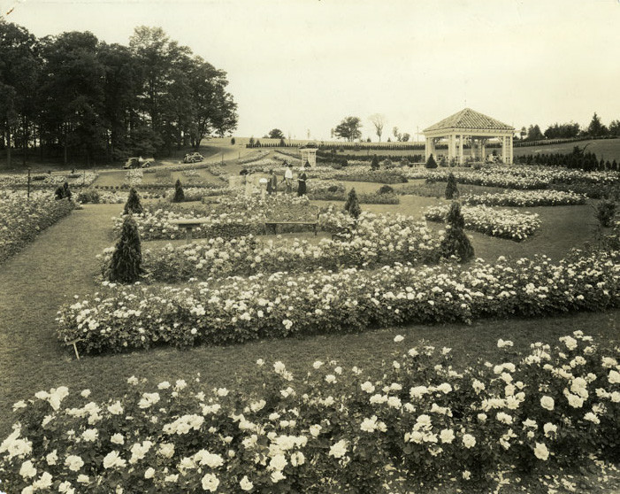 3,000 Roses in Bloom at Hershey Gardens