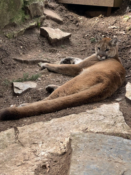 New Mountain Lion at ZooAmerica in Hershey, PA