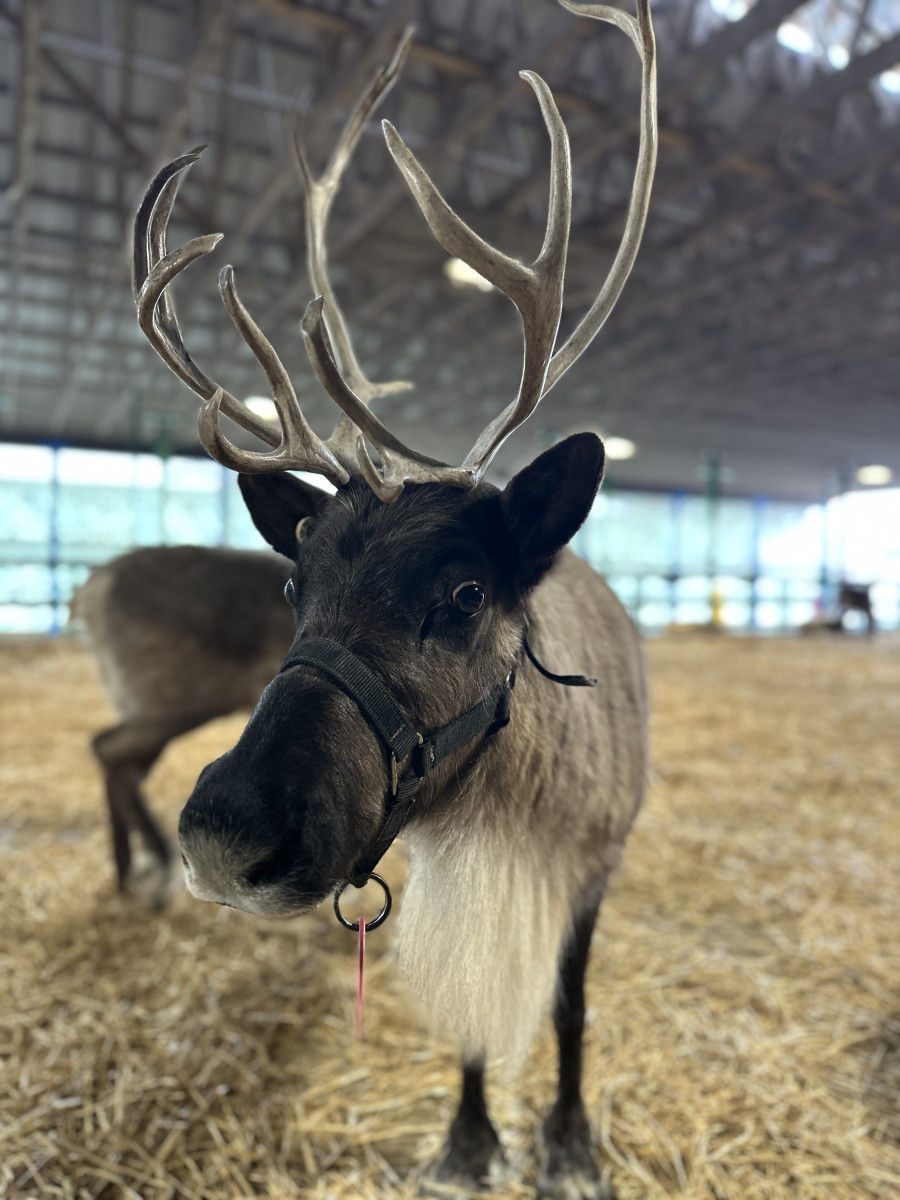 Real Reindeer Why Reindeer Antlers Are Unlike Any Other Mammalian