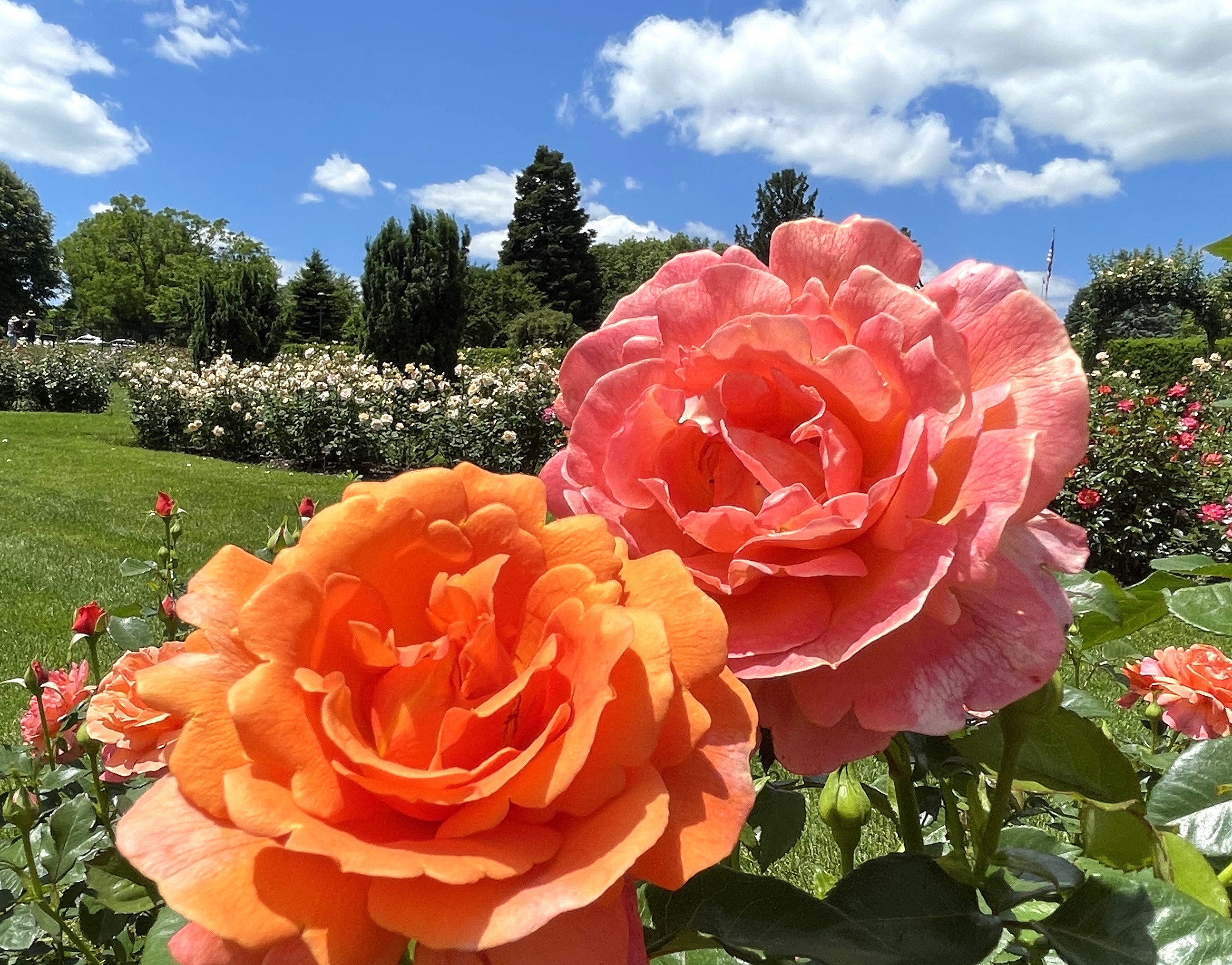 3,000 Roses in Bloom at Hershey Gardens