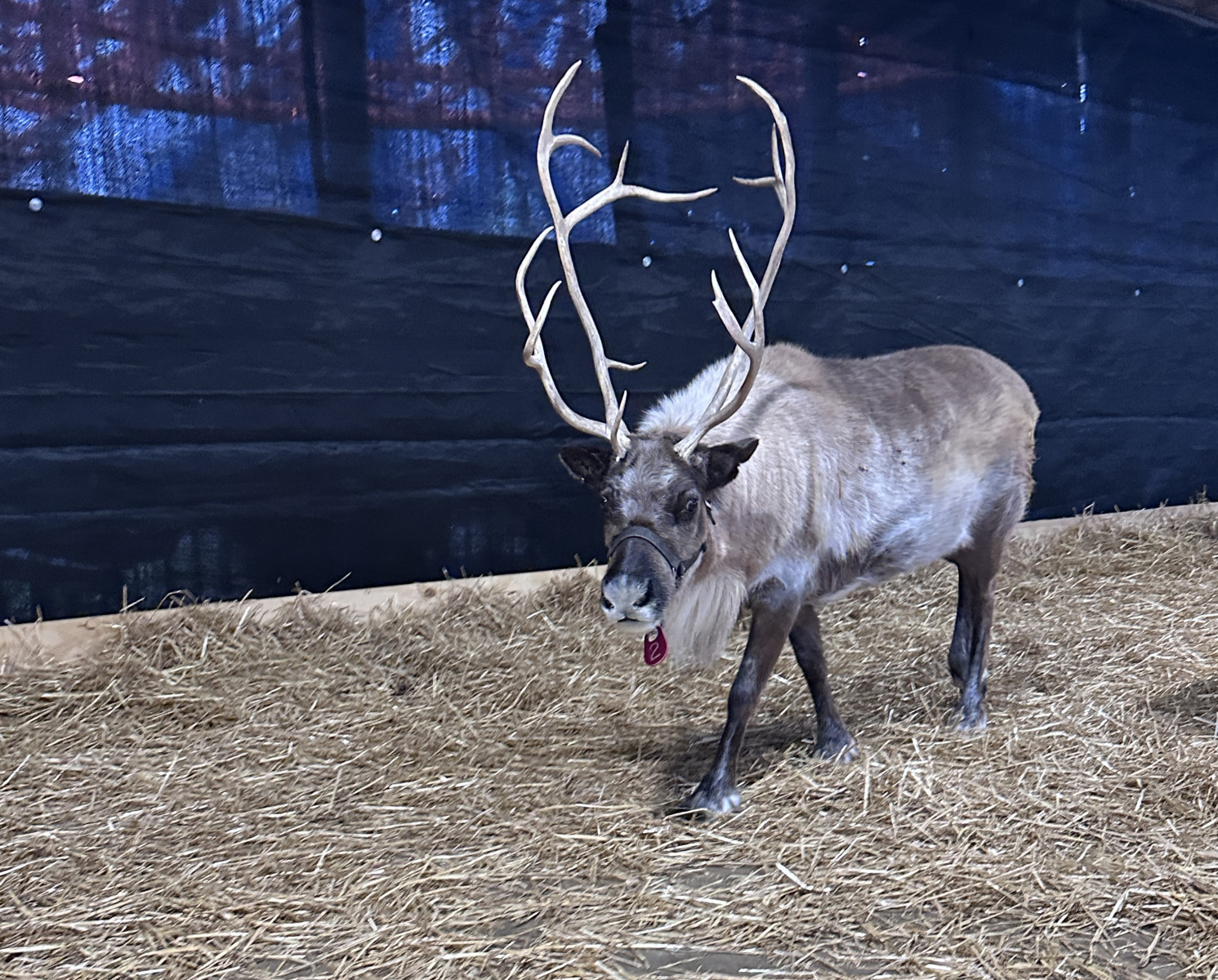 Guide to Santa's Reindeer at Hersheypark Christmas Candylane