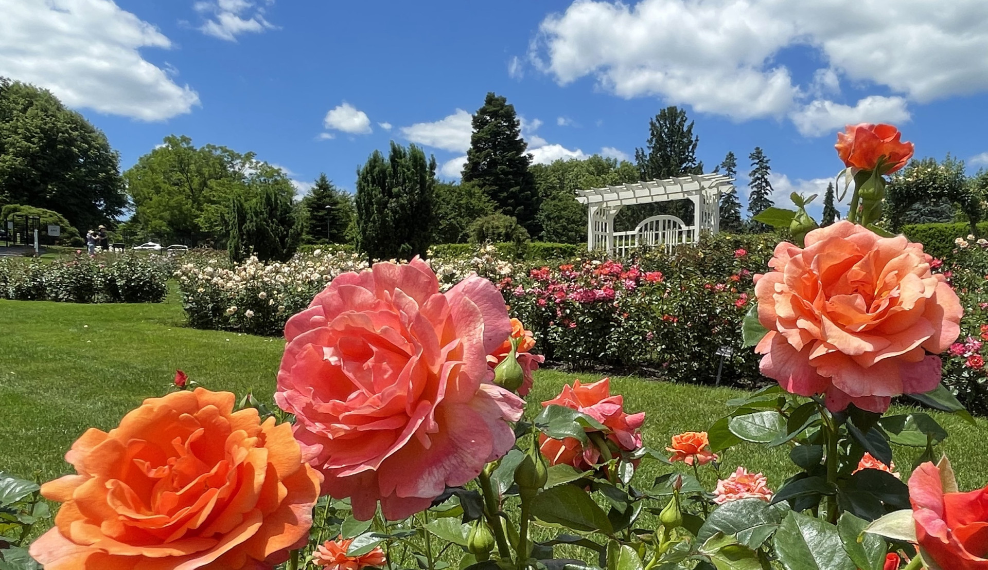 3,000 Roses in Bloom at Hershey Gardens