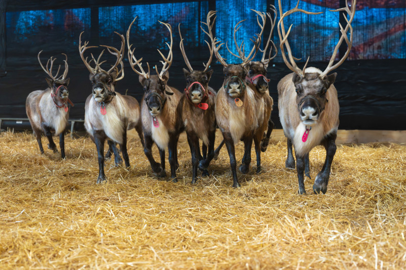 New Santa and Reindeer Experience at Hersheypark 2024