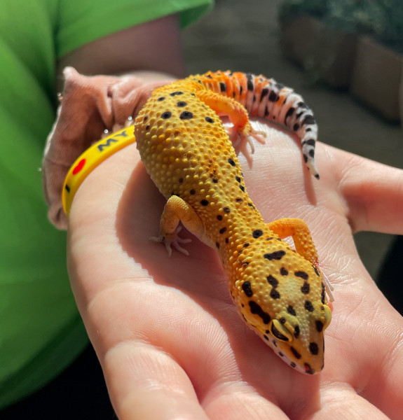 3,000 Roses in Bloom at Hershey Gardens