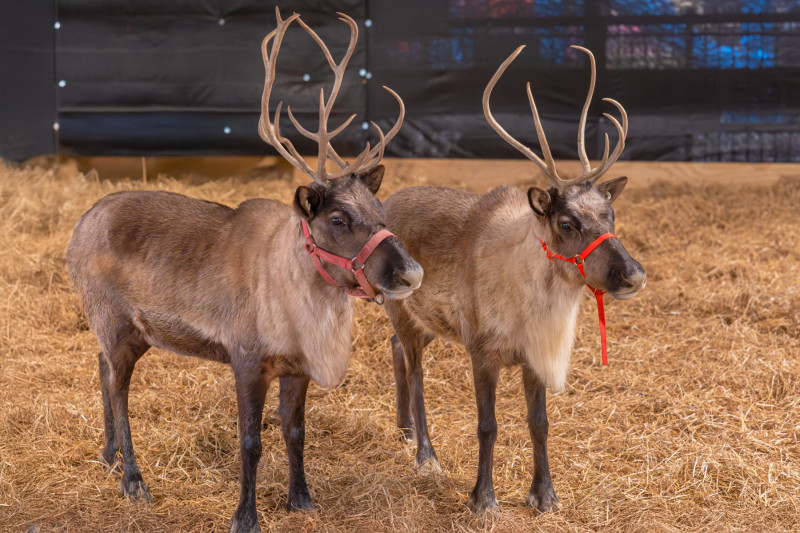 Trivia on All Nine of Santa's Reindeer at Hersheypark
