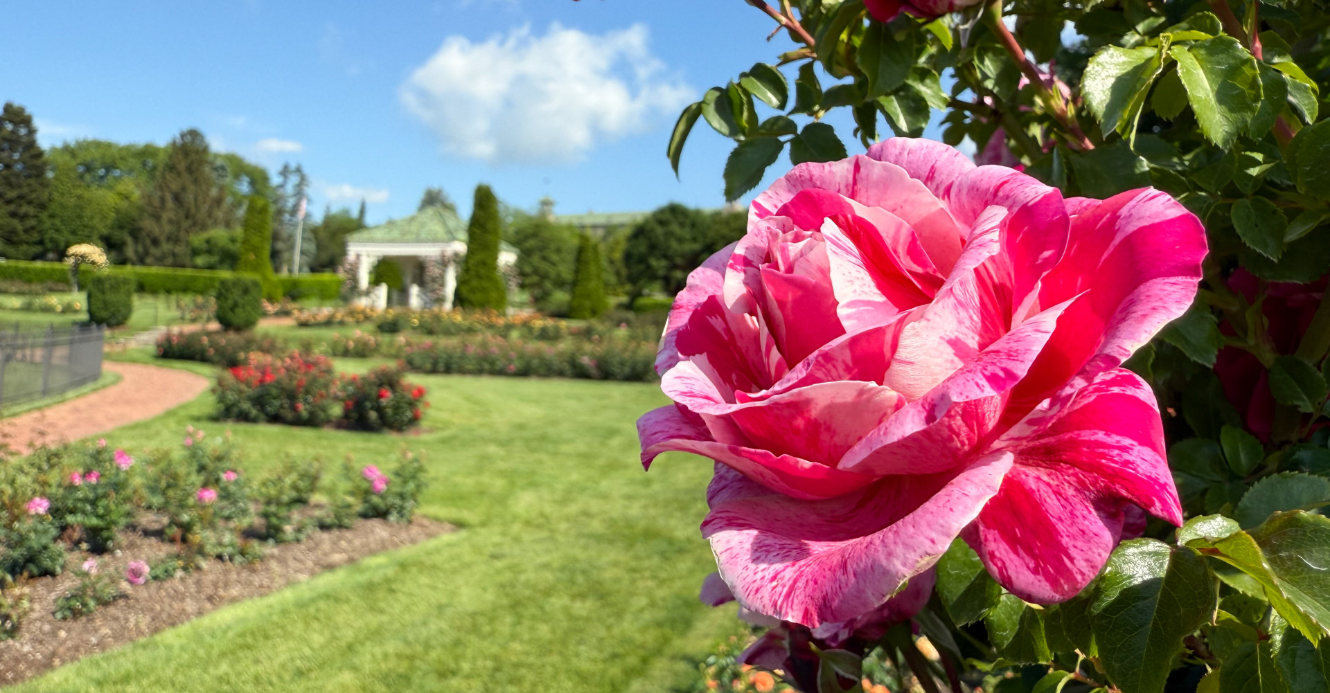 3,000 Roses in Bloom at Hershey Gardens