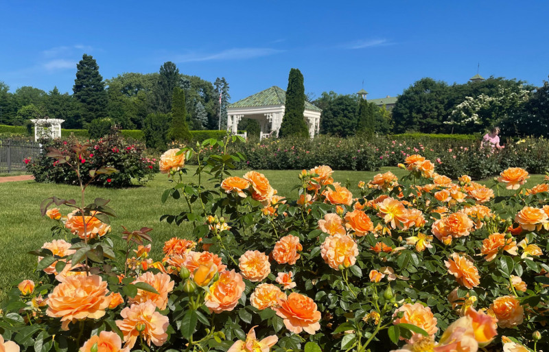 3,000 Roses in Bloom at Hershey Gardens