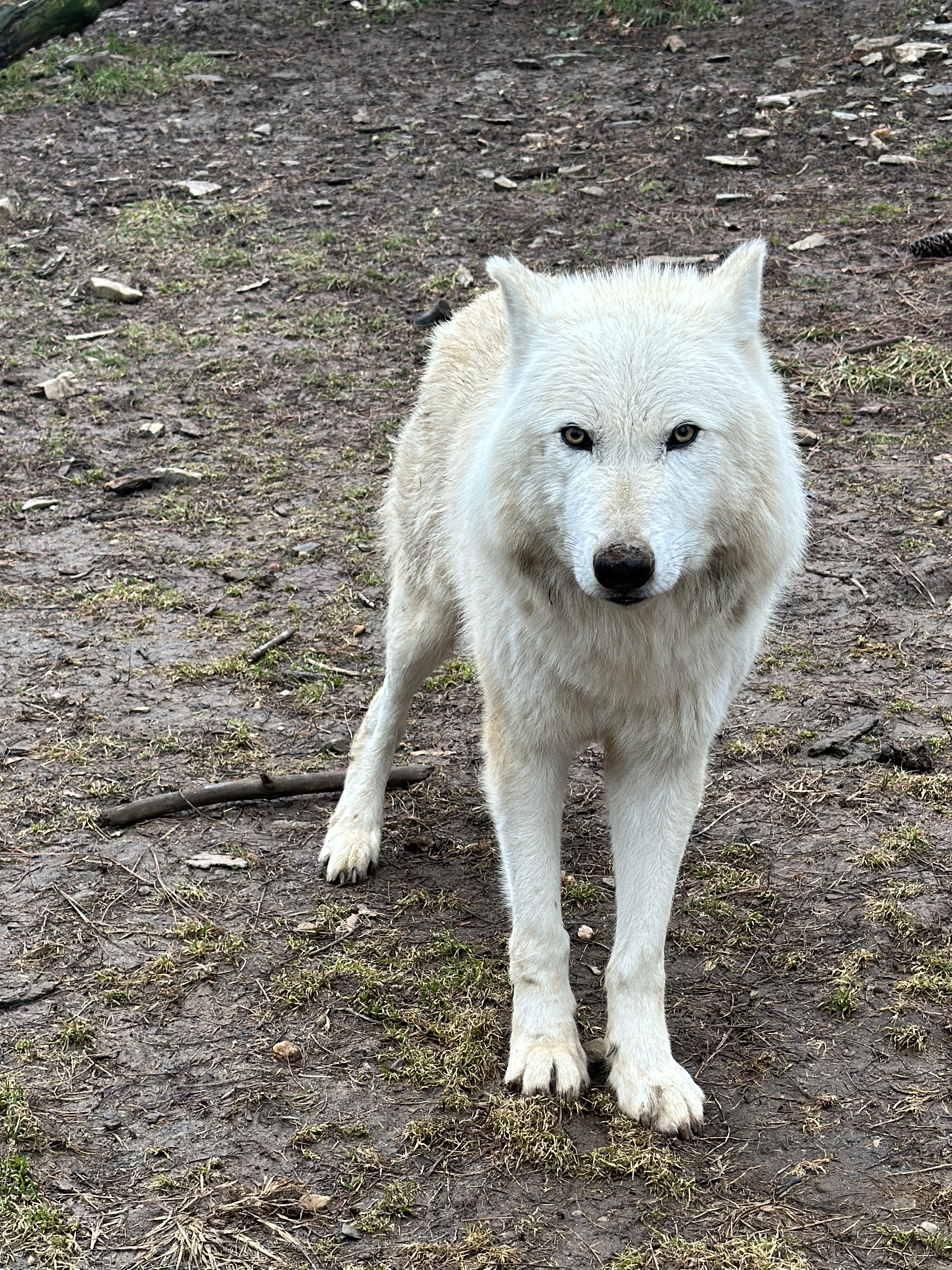 ZooAmerica Animal Of The Month is Gray Wolf