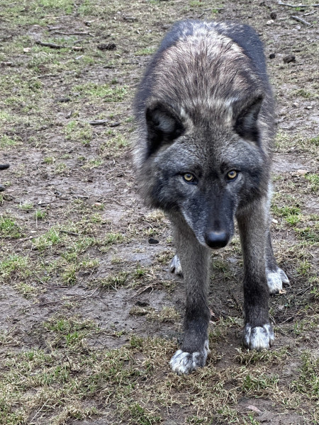 ZooAmerica Animal Of The Month is Gray Wolf