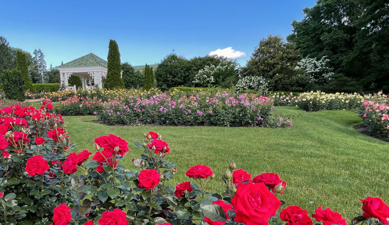 3,000 Roses in Bloom at Hershey Gardens