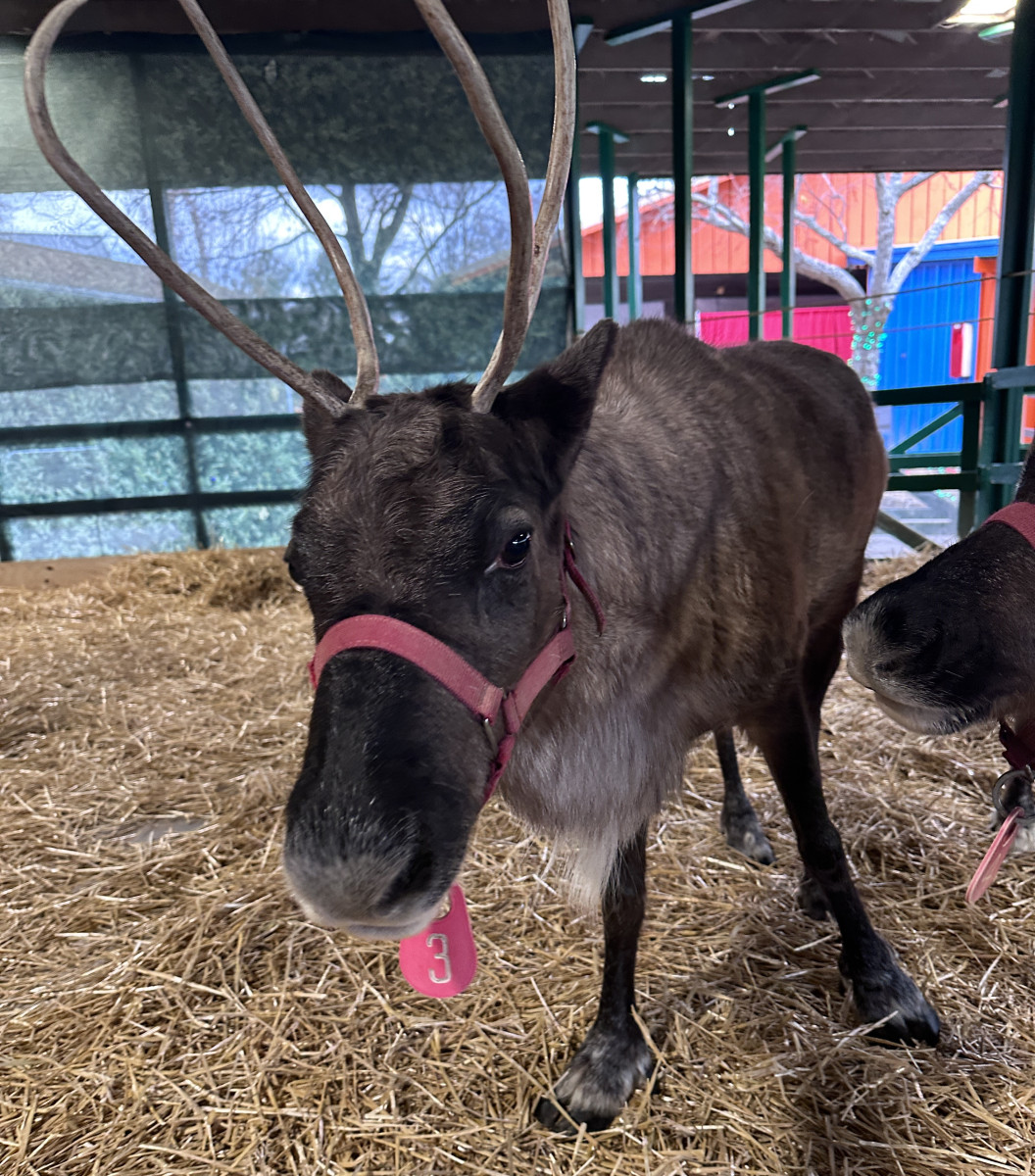 Guide to Santa's Reindeer at Hersheypark Christmas Candylane