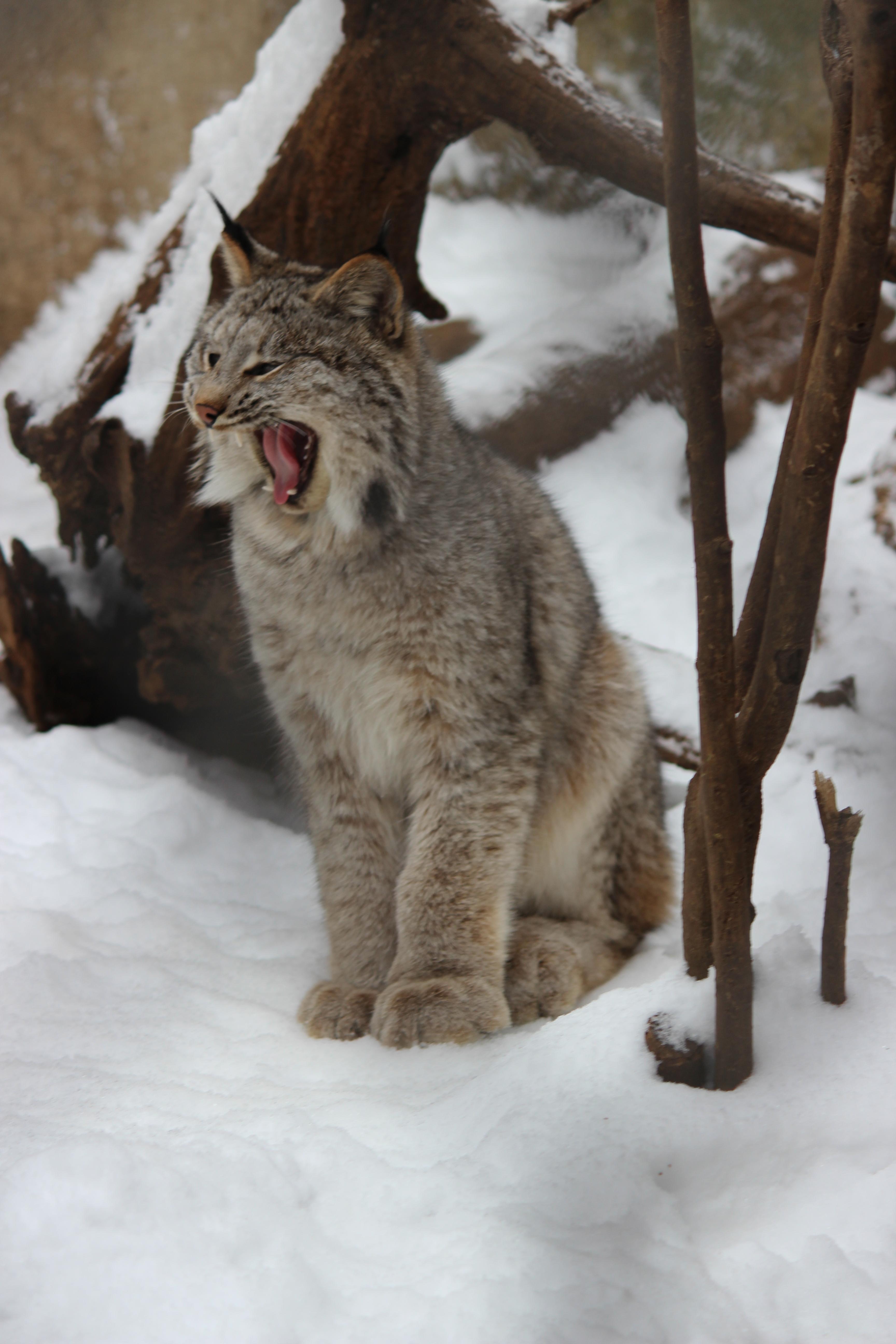 PHOTOS: Snow Day 2021 at ZooAmerica