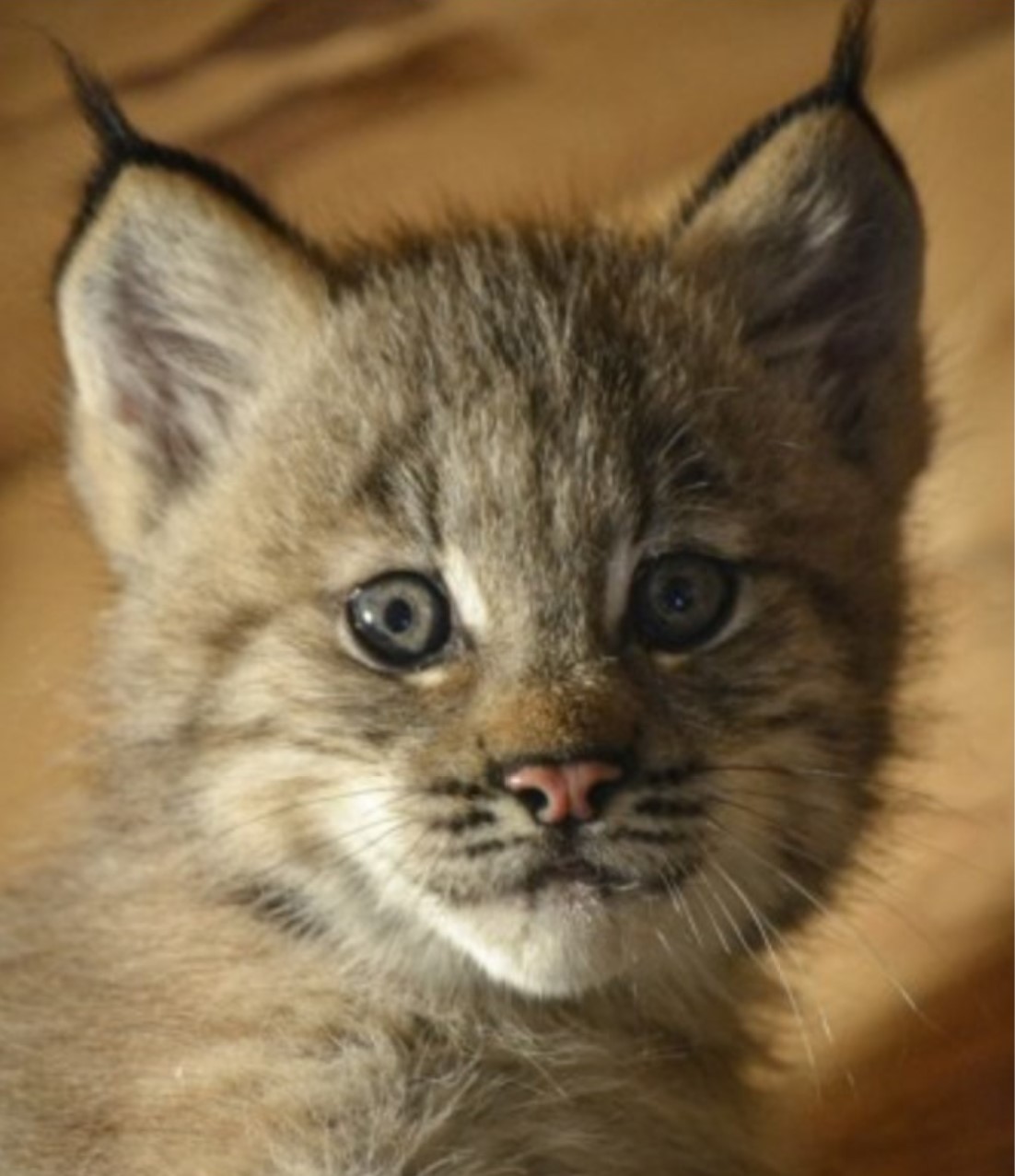ZooAmerica Welcomes Three Adorable Canada Lynx Kittens