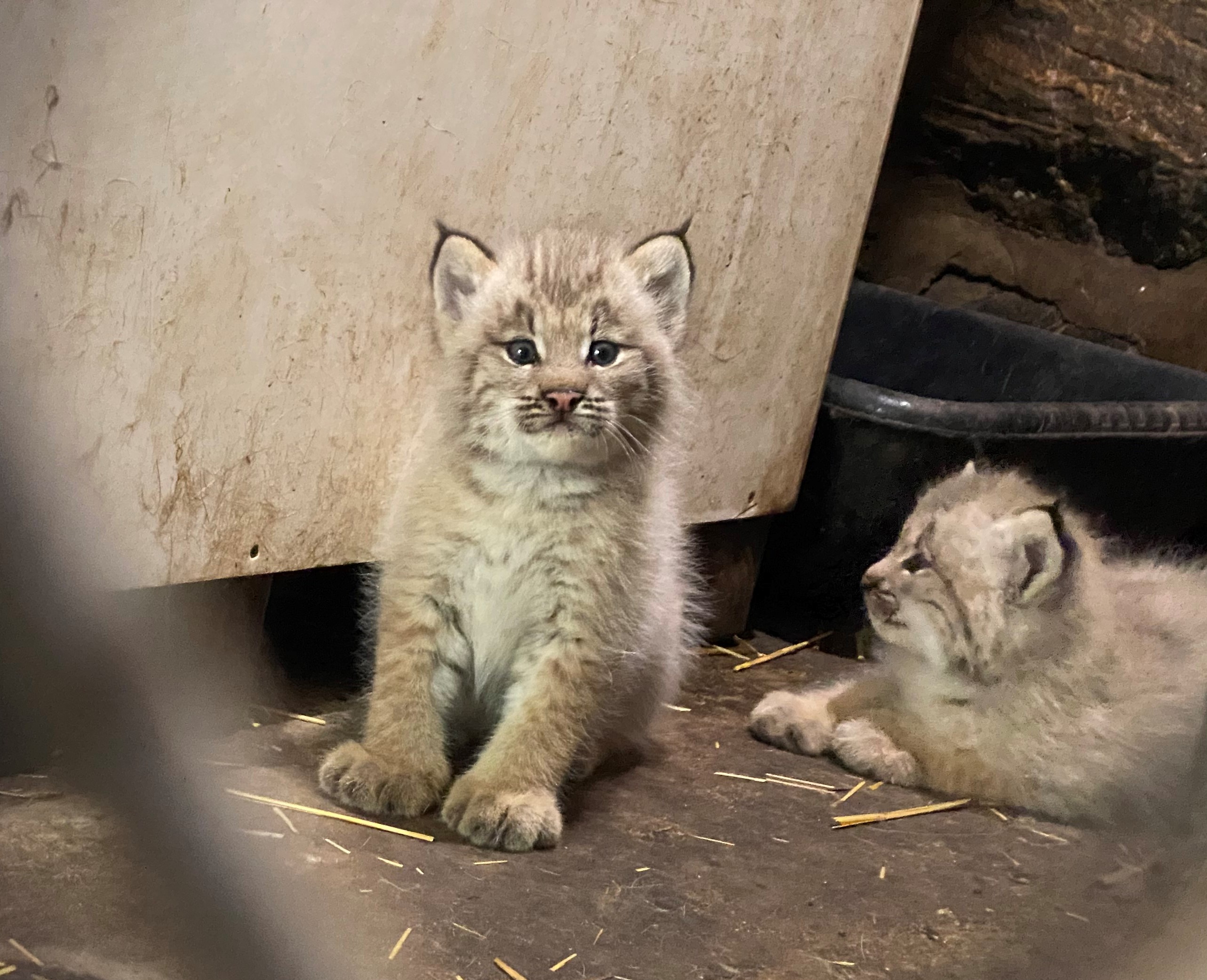 ZooAmerica Welcomes New Animals in Summer 2021