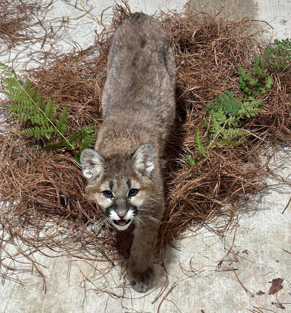 New Mountain Lion at ZooAmerica in Hershey, PA