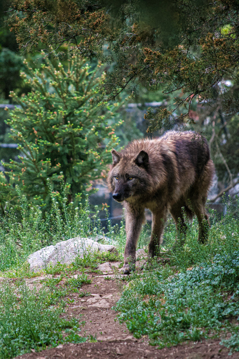 ZooAmerica Animal Of The Month is Gray Wolf