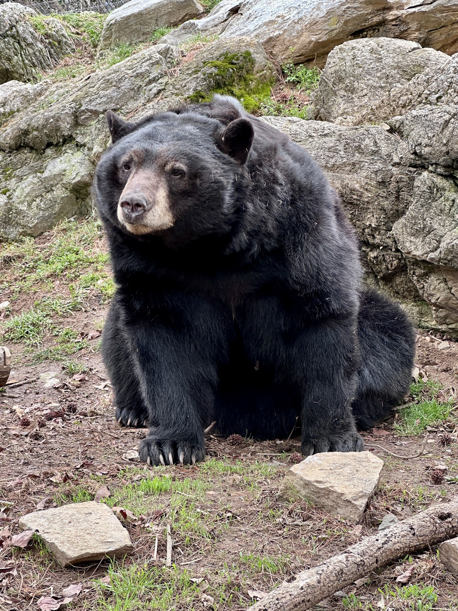 ZooAmerica to Host Teddy Bear and Friends Day Jan. 4, 2025