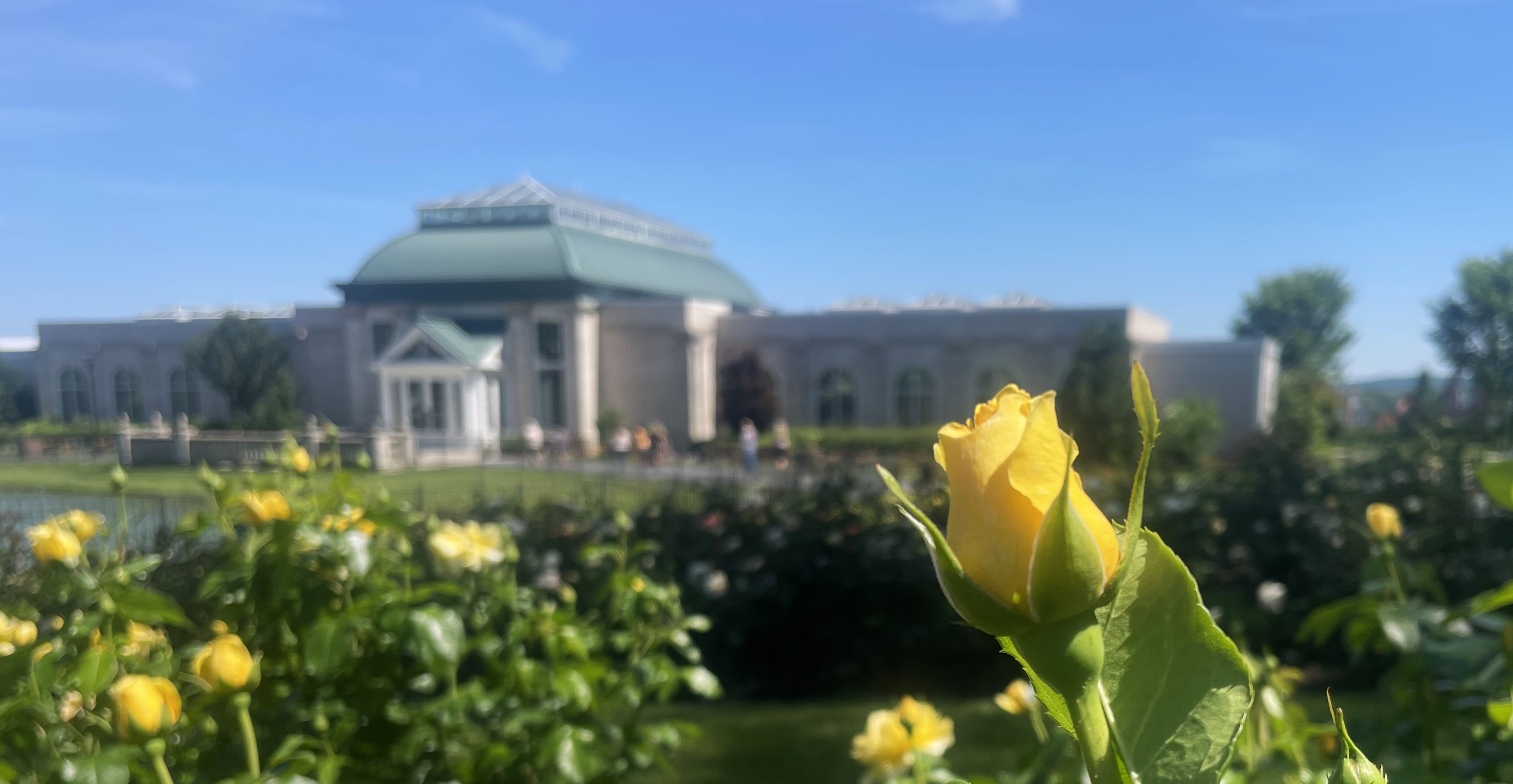 3,000 Roses in Bloom at Hershey Gardens