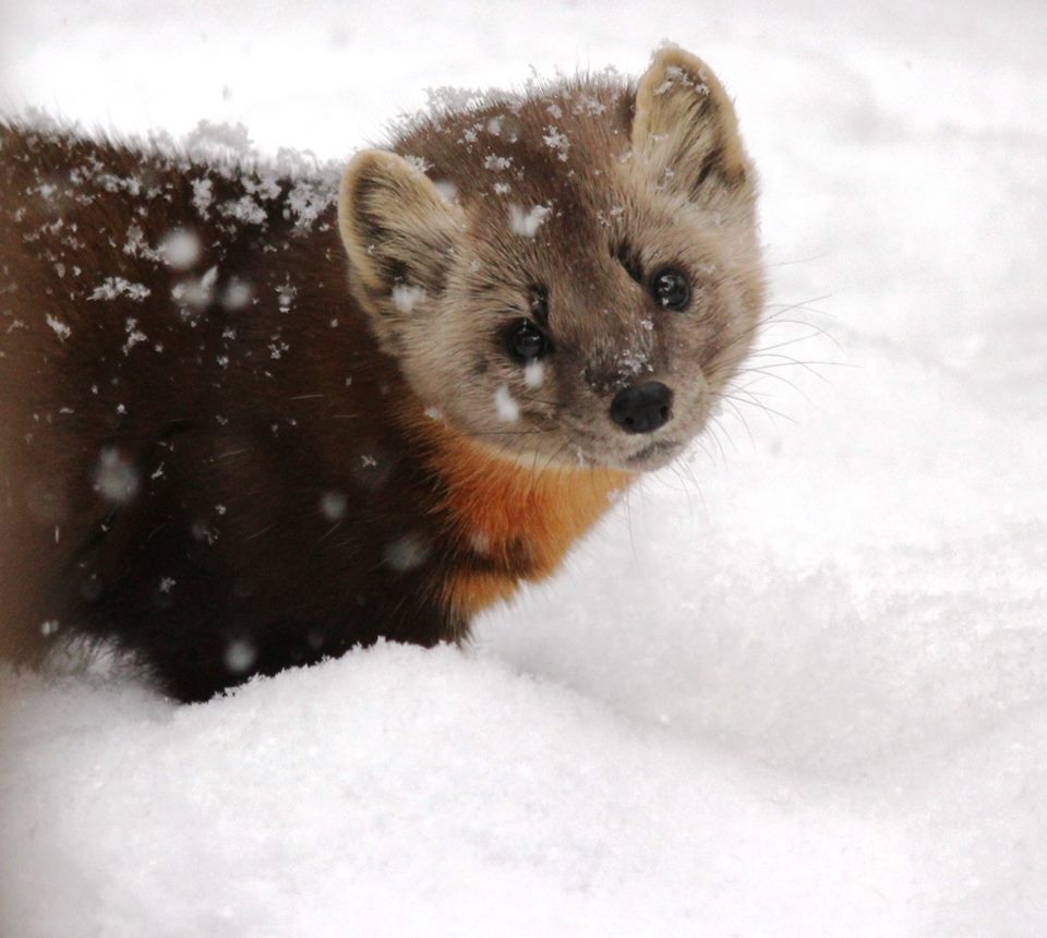 Top 4 Active Animals at ZooAmerica in Winter
