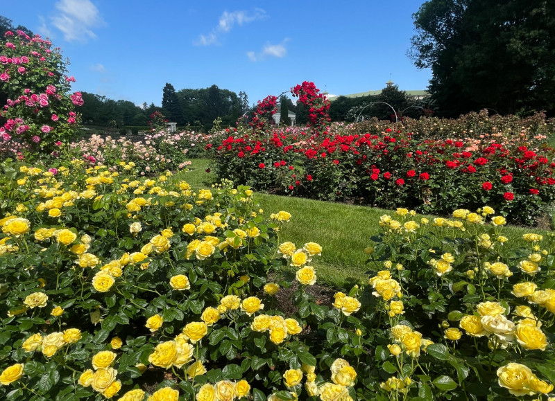 3,000 Roses in Bloom at Hershey Gardens