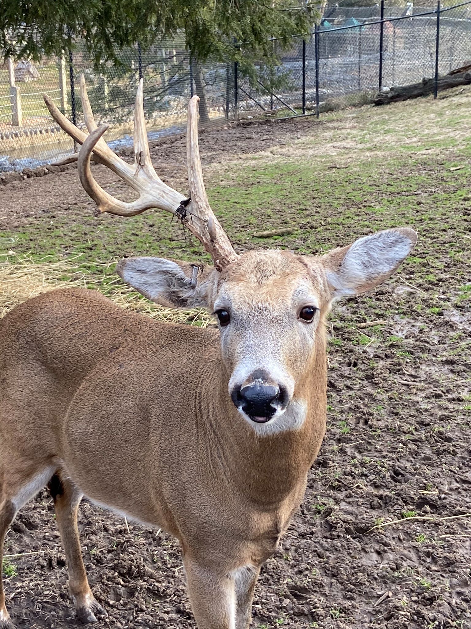 ZooAmerica Recognizes First Pennsylvania Native Species Day