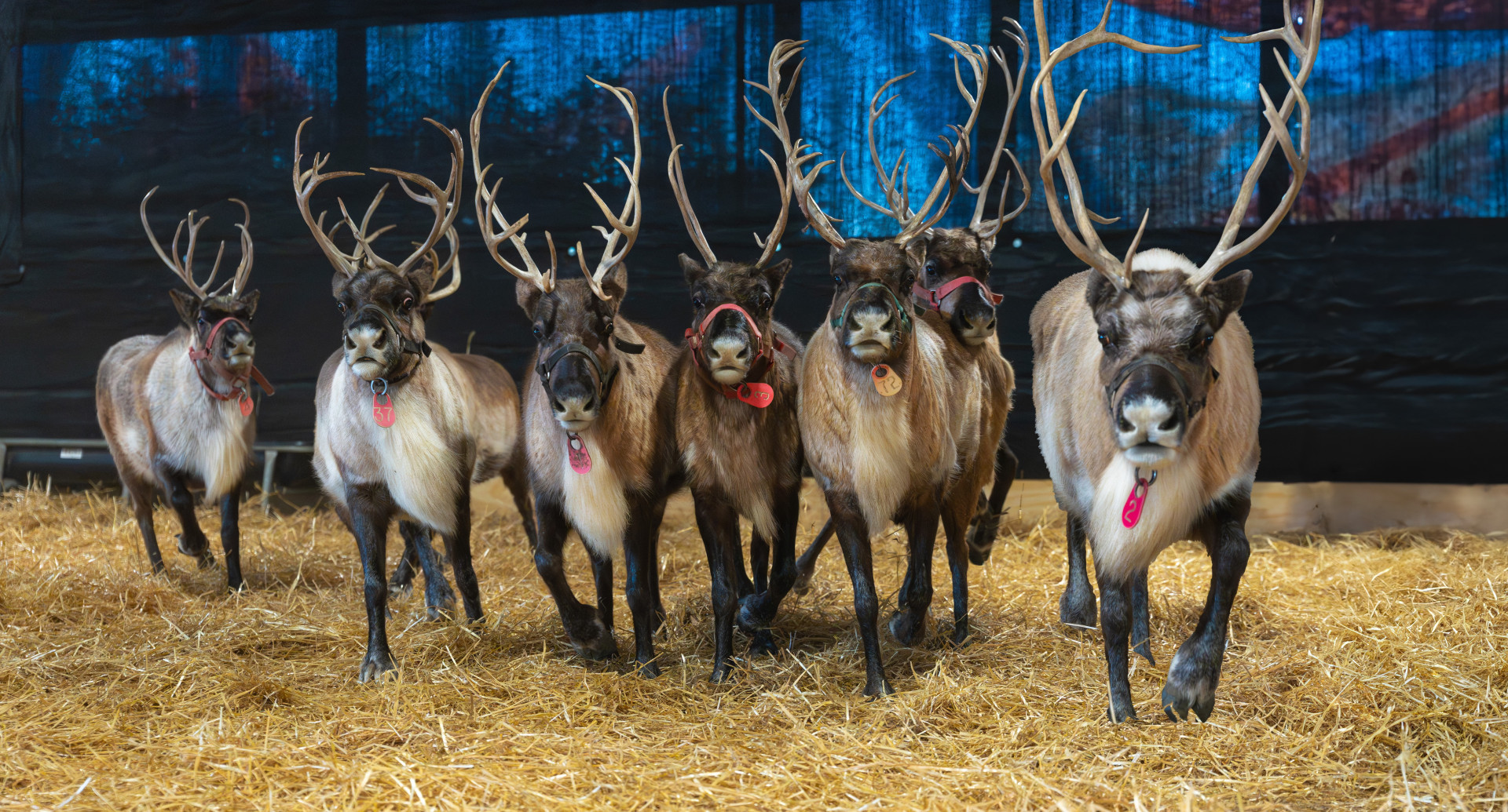 Christmas Reindeers