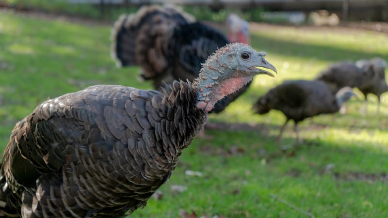ZooAmerica Recognizes First Pennsylvania Native Species Day