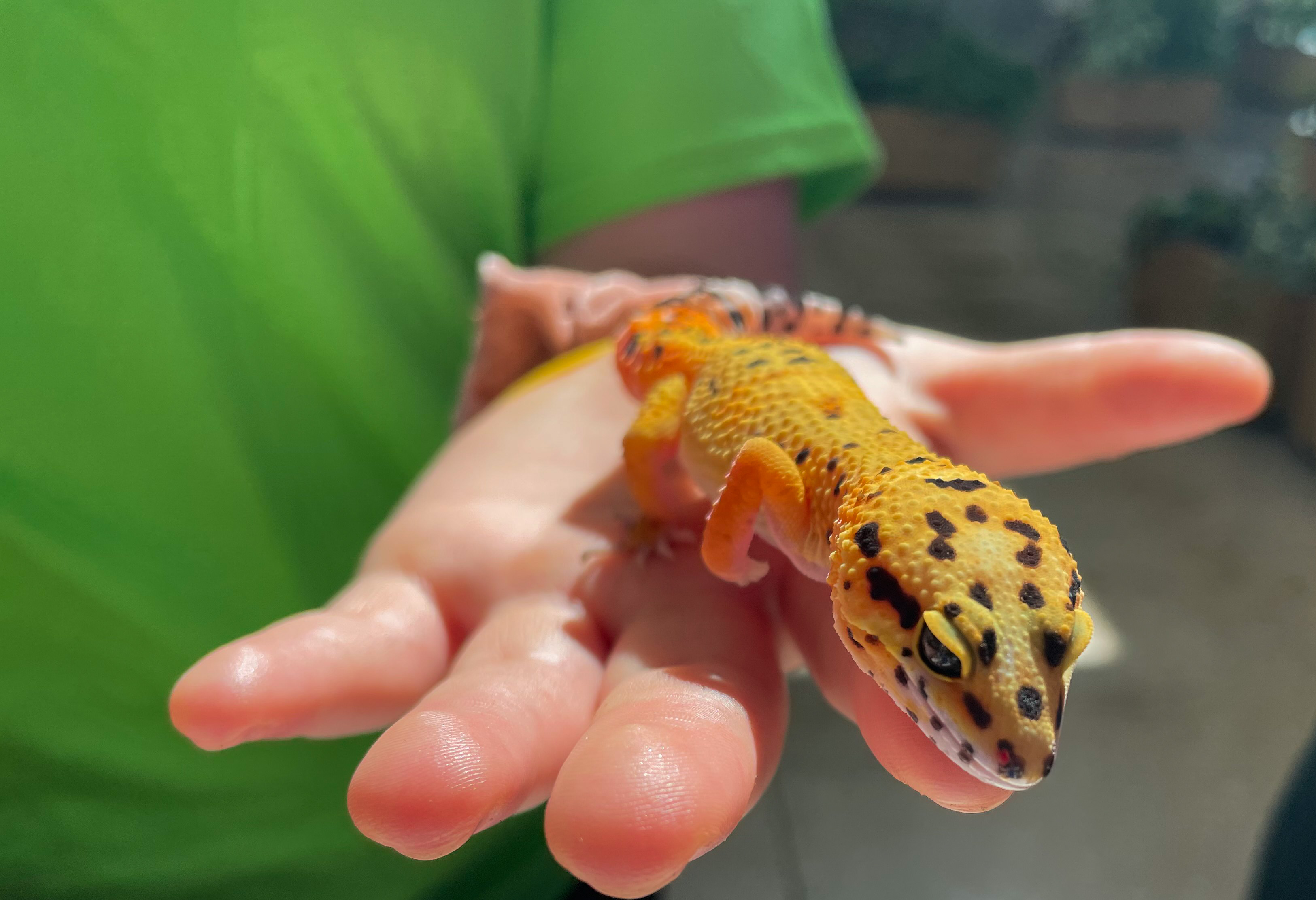 3,000 Roses in Bloom at Hershey Gardens