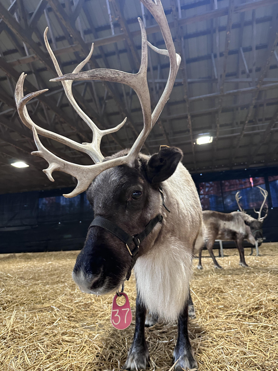 Guide to Santa's Reindeer at Hersheypark Christmas Candylane