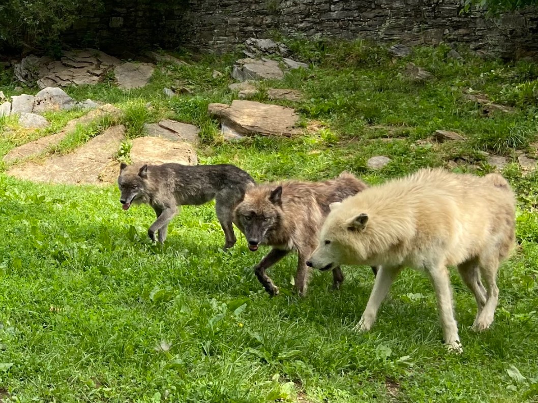 ZooAmerica Animal Of The Month is Gray Wolf