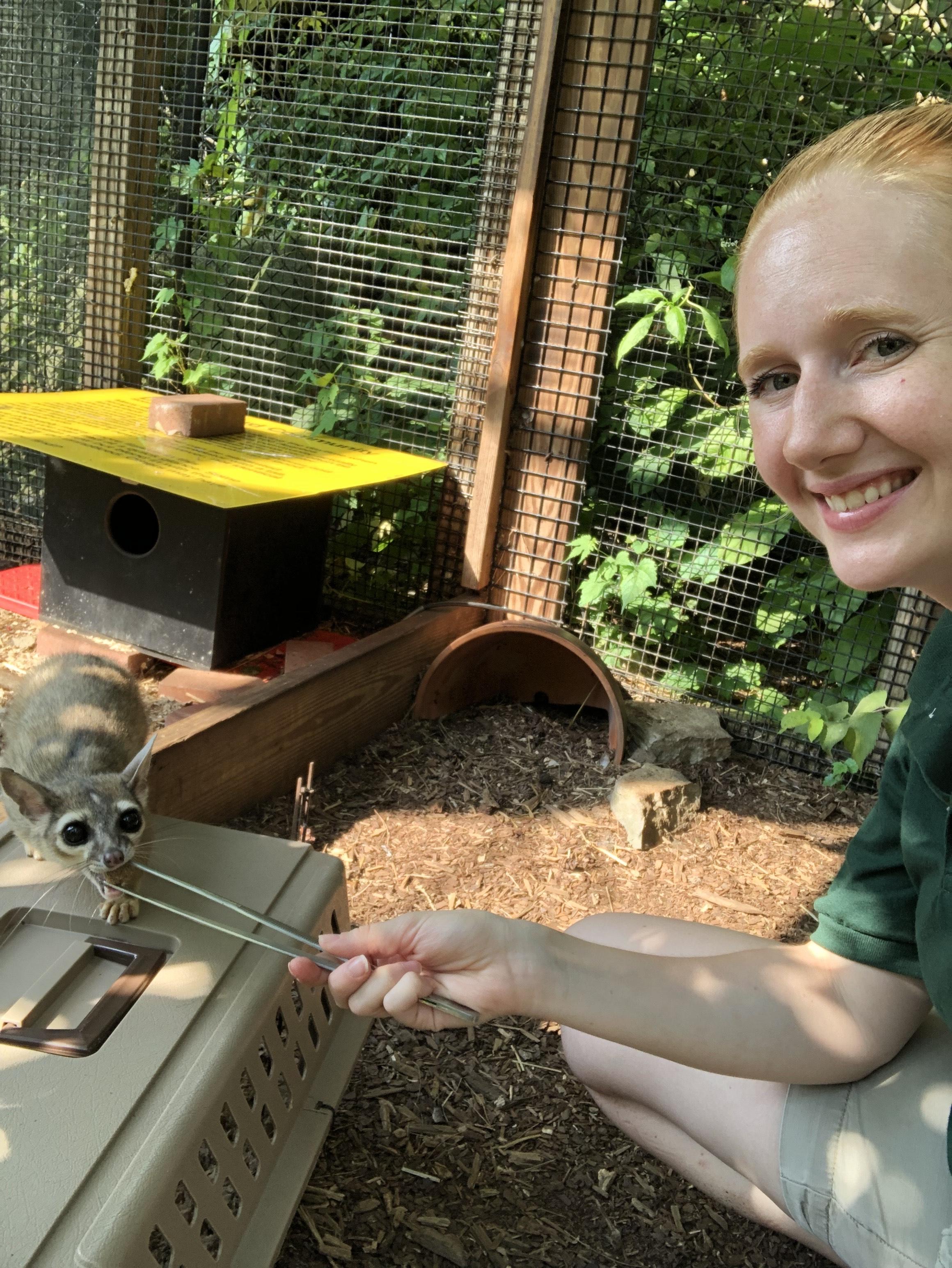 Animal Spotlight: Ringtails, Ringtails, Everywhere!