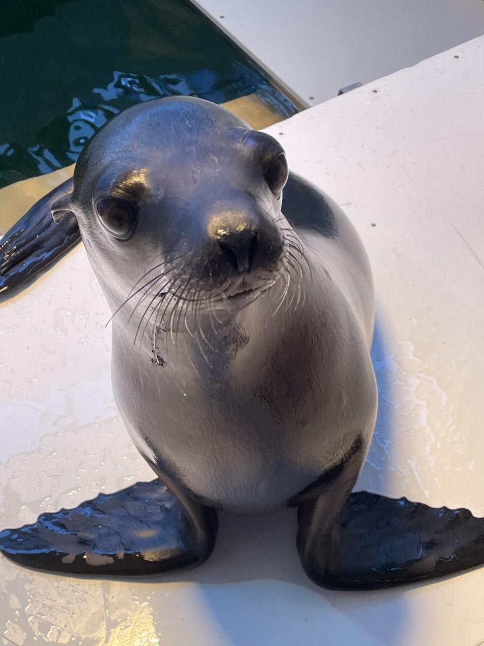 Sea Lion Joins Oceans of Fun at Hersheypark