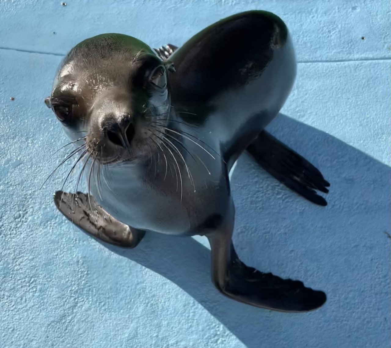 Sea Lion Joins Oceans of Fun at Hersheypark