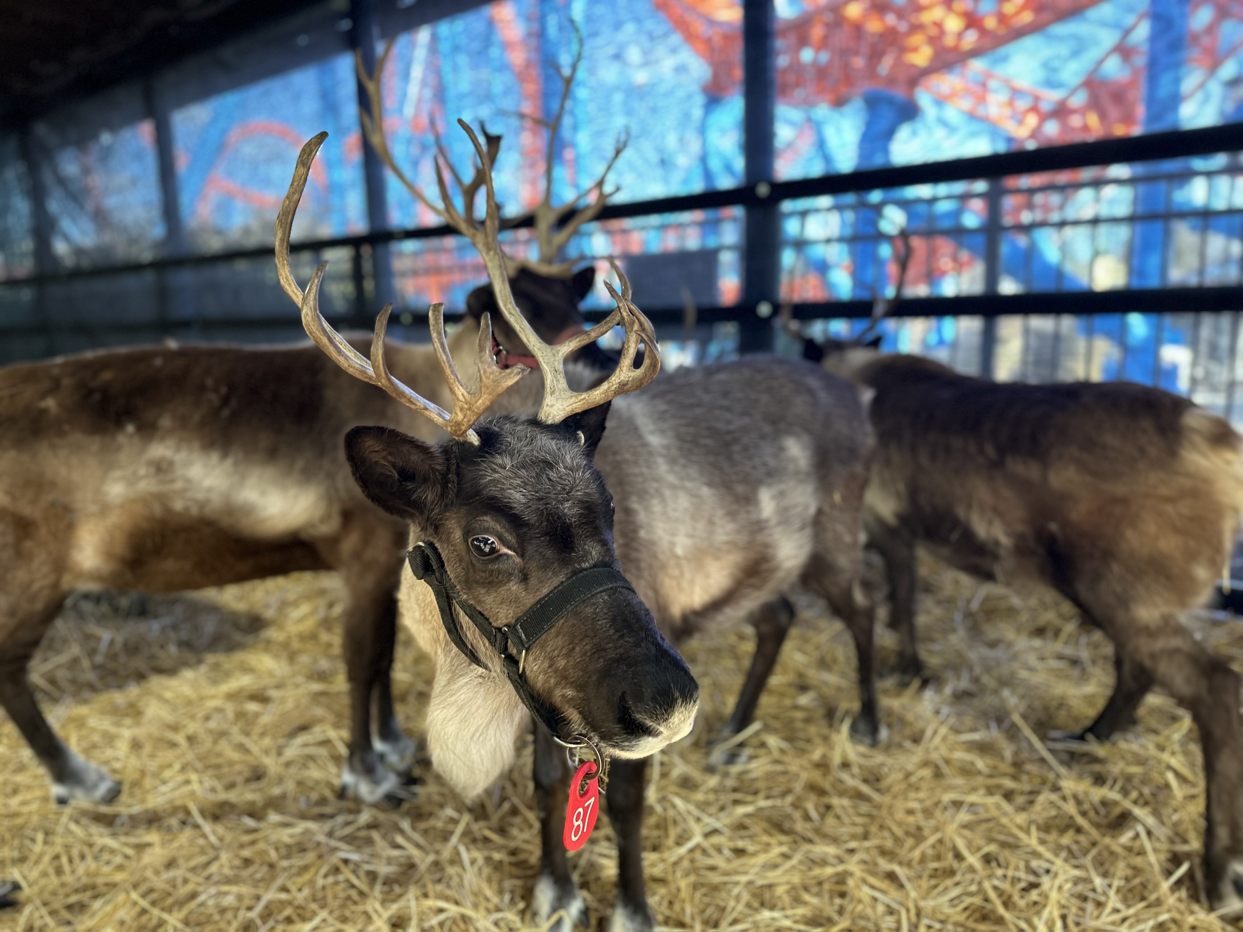 Santa's Reindeer at Hersheypark